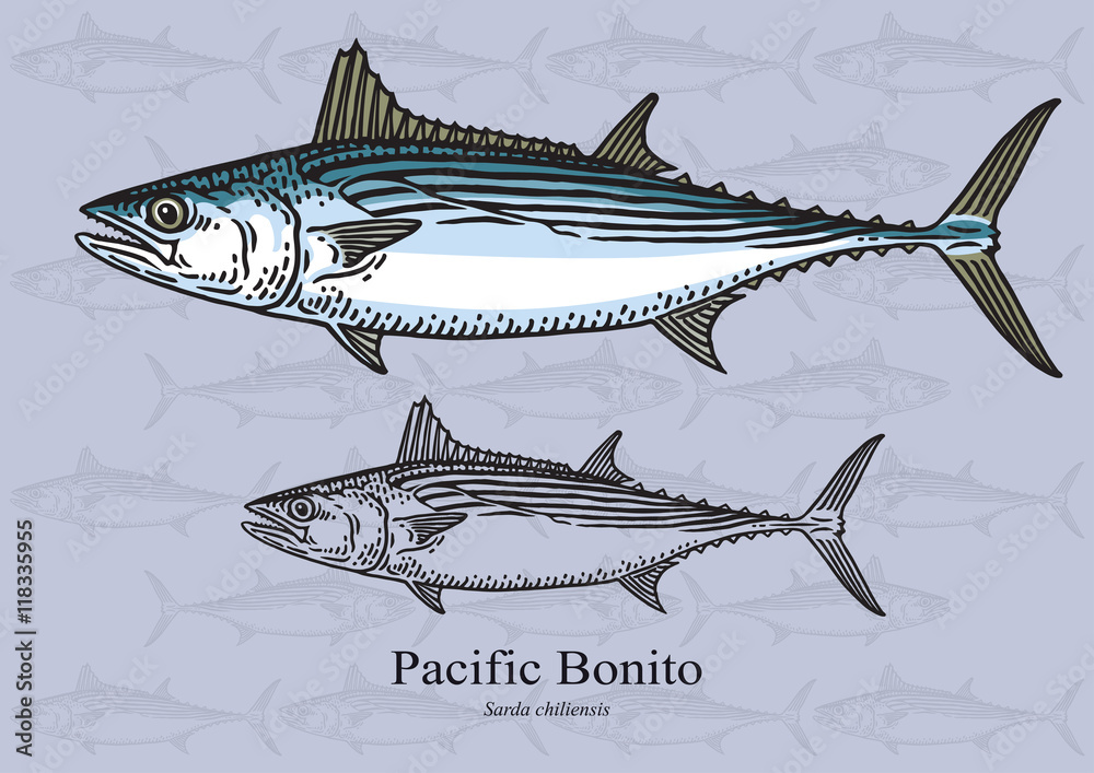 Pacific bonito. Vector illustration for artwork in small sizes ...