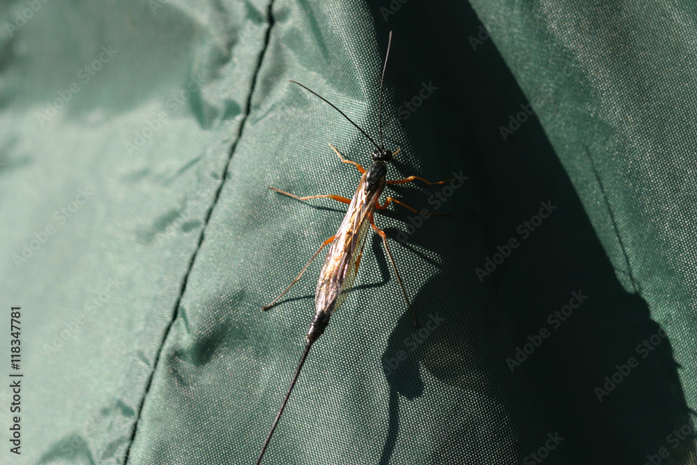 Rider Hymenoptera, wasp rider Stock Photo | Adobe Stock