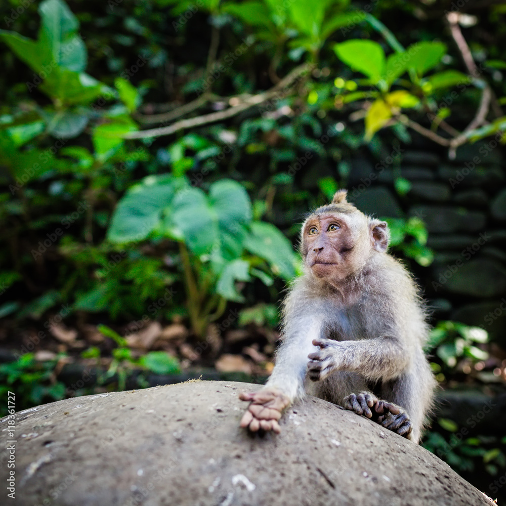 Close up of monkey sitting on rock Stock Photo | Adobe Stock