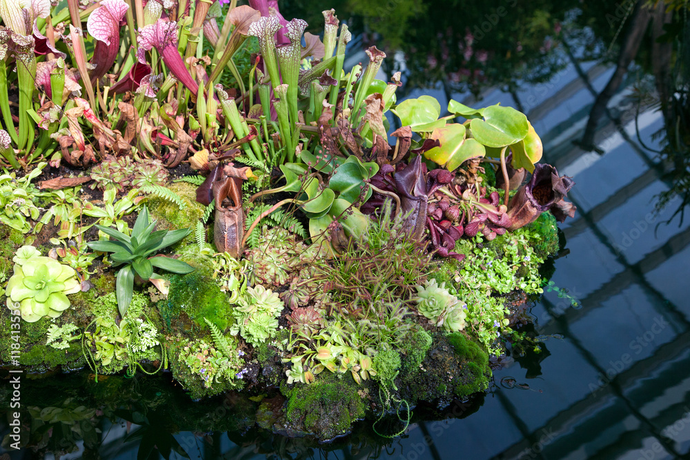 Poster Carnivore plants display at Singapore botanical garden – Wall ...