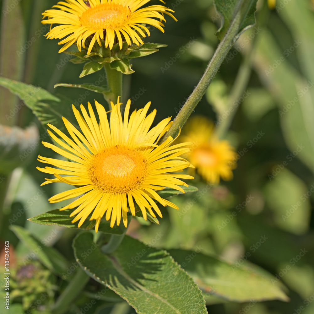 Echter Alant, Inula helenium, Heilpflanze foto de Stock | Adobe Stock