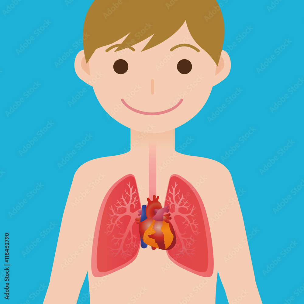human heart and lungs, simplified anatomical chart Stock Vector | Adobe ...