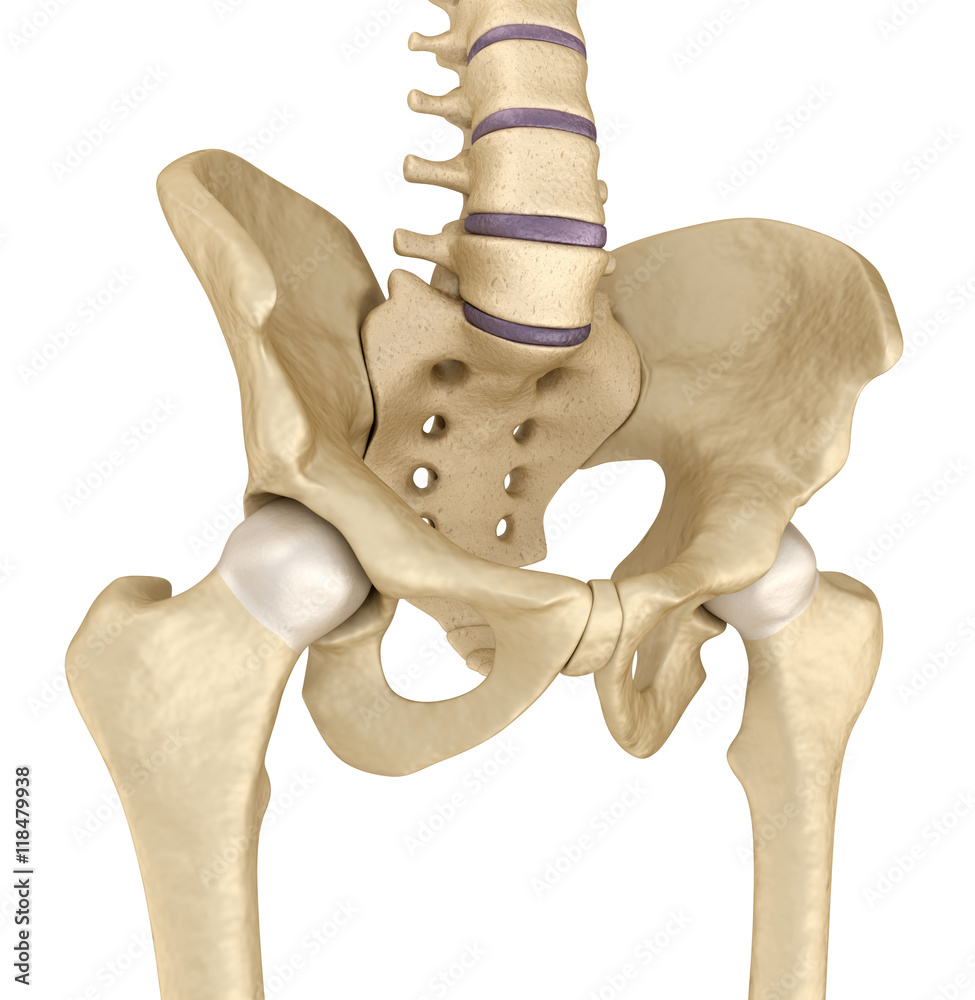 Medical accurate illustration : Pelvic area anatomy , 3d render Stock ...