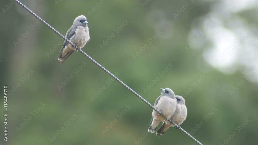 three ashy woodswallow birds are resting on the electrical wire and ...