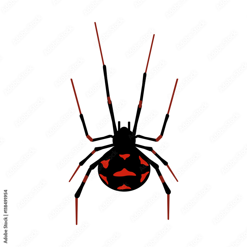 Vector illustration of a black widow spider on a white background Stock ...