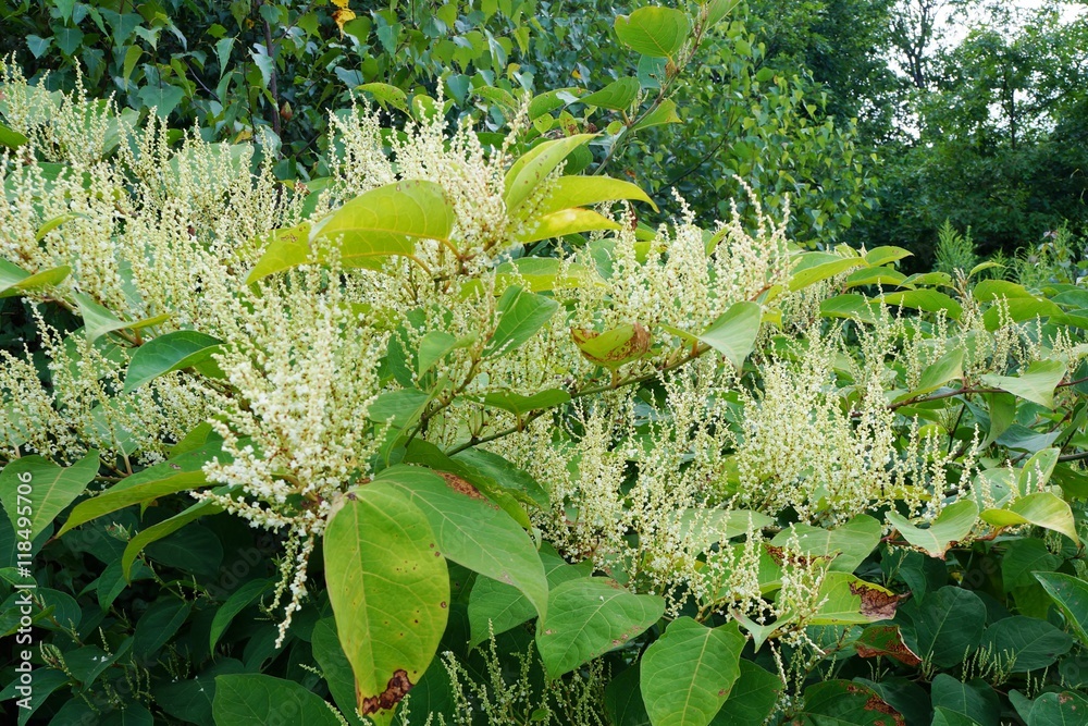Japanese knotweed Stock Photo | Adobe Stock