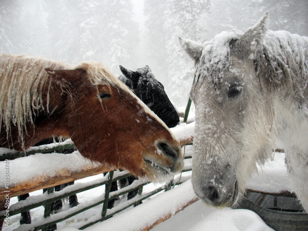 Three snowy horse heads/Close up of horse faces in snow, during a ...