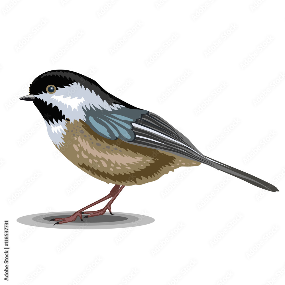 Carolina Chickadees isolated on a white background. Vector illustration ...
