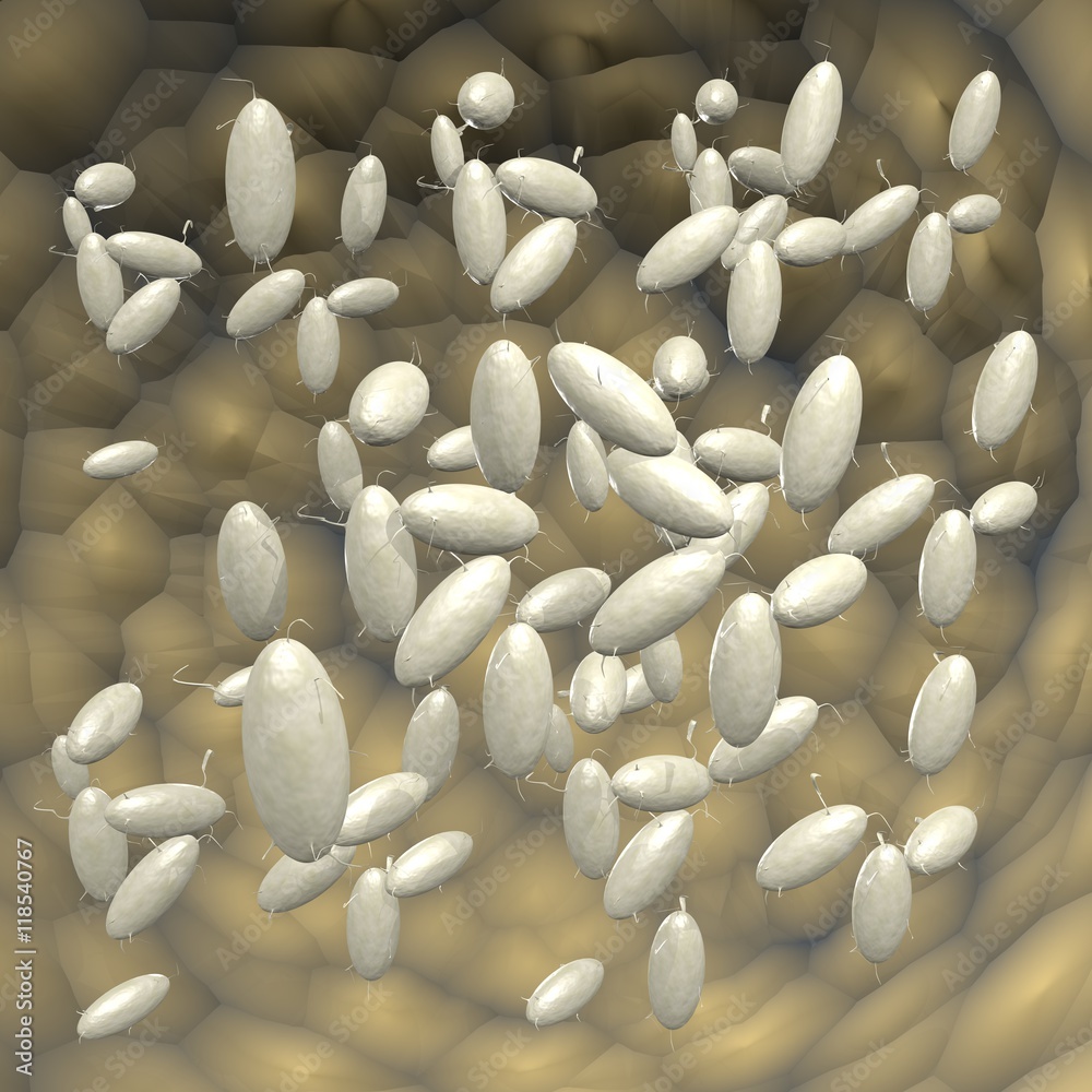 listeria bacterium, 3D rendering Stock Illustration | Adobe Stock