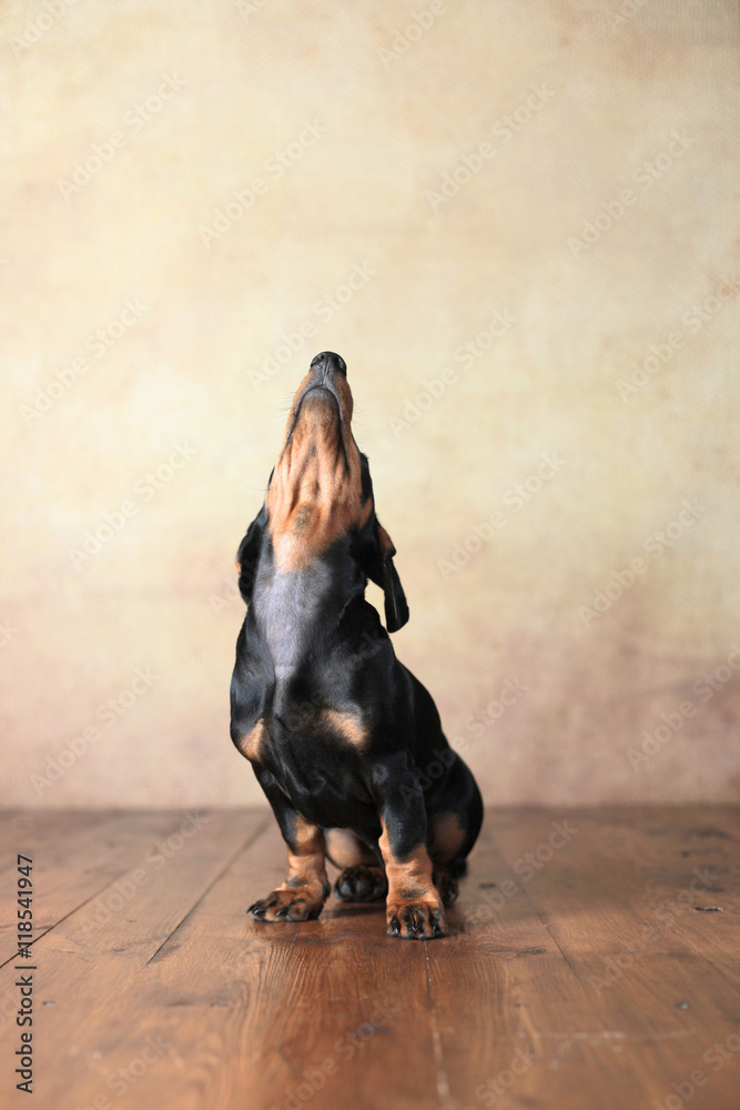 Verwunderlich Dackel Welpen Sachsenanhalt Fotos