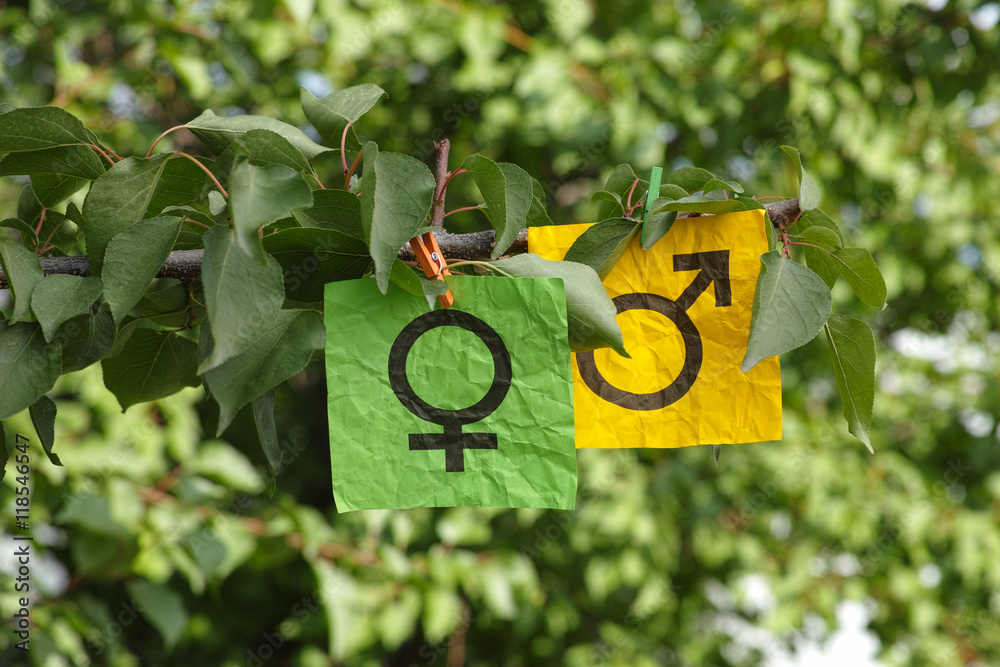 Female and male gender symbols hanging on a tree Stock Photo | Adobe Stock