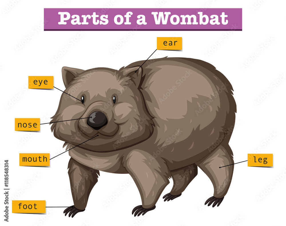 Diagram showing parts of wombat Stock Vector | Adobe Stock