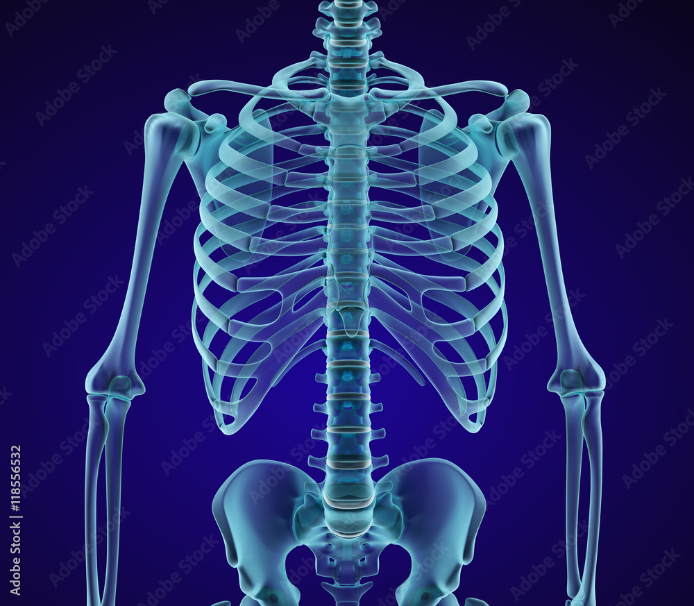 Human skeleton: breast chest. Xray front view. Medically accurate 3D ...