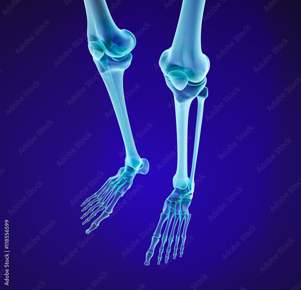 Knee anatomy. Xray view. Medically accurate 3D illustration Stock ...