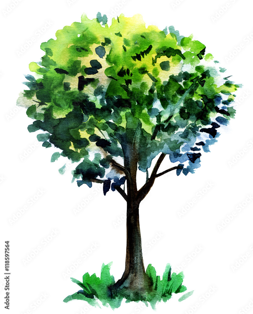 Watercolor drawing of summer tree, hand drawn on white Stock ...