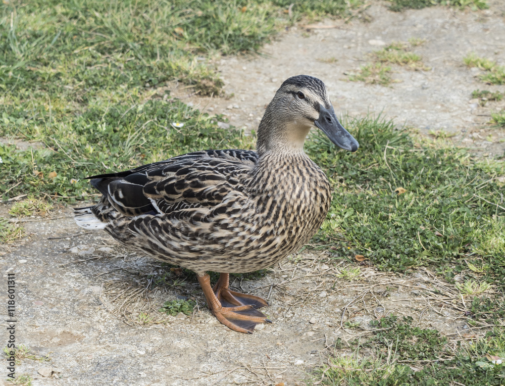 ánade real o azulón (Anas platyrhynchos) es una especie de ave ...