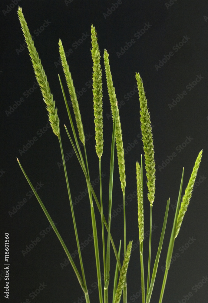 Wiesen-Kammgras, Kammgras, Cynosurus, cristatus Stock Photo | Adobe Stock