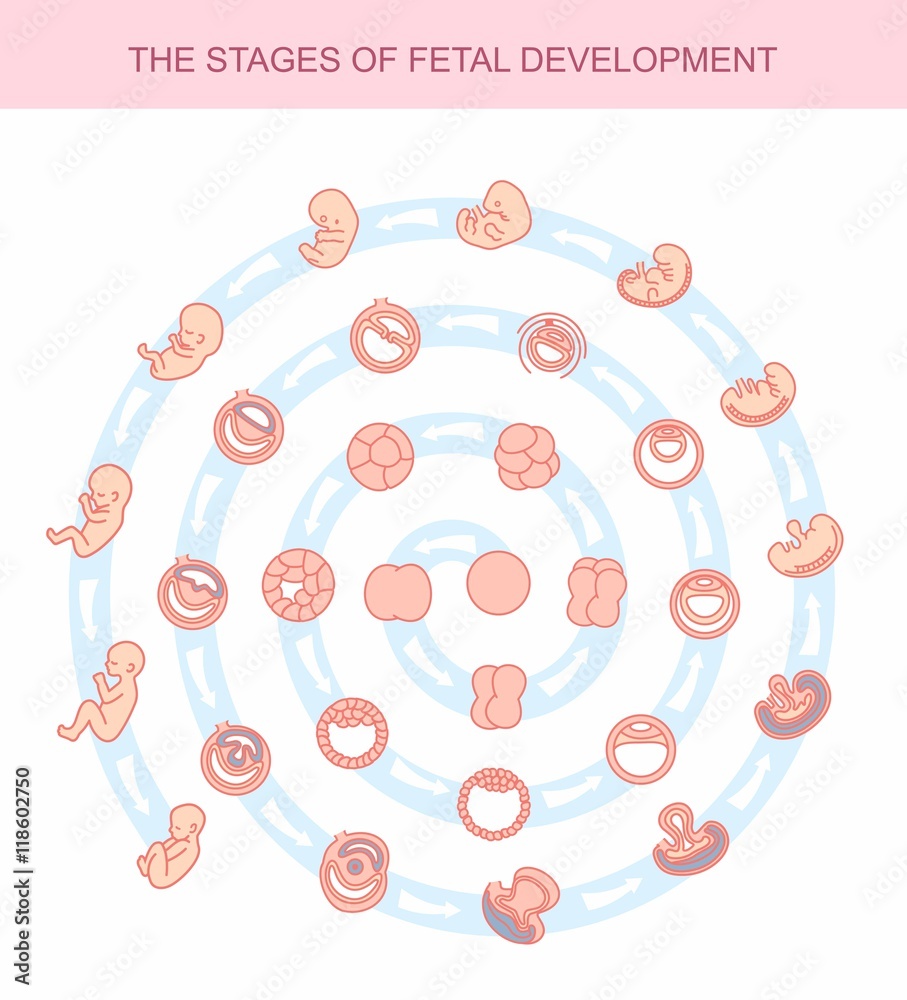 vector illustration stages of fetal development. isolated on white ...