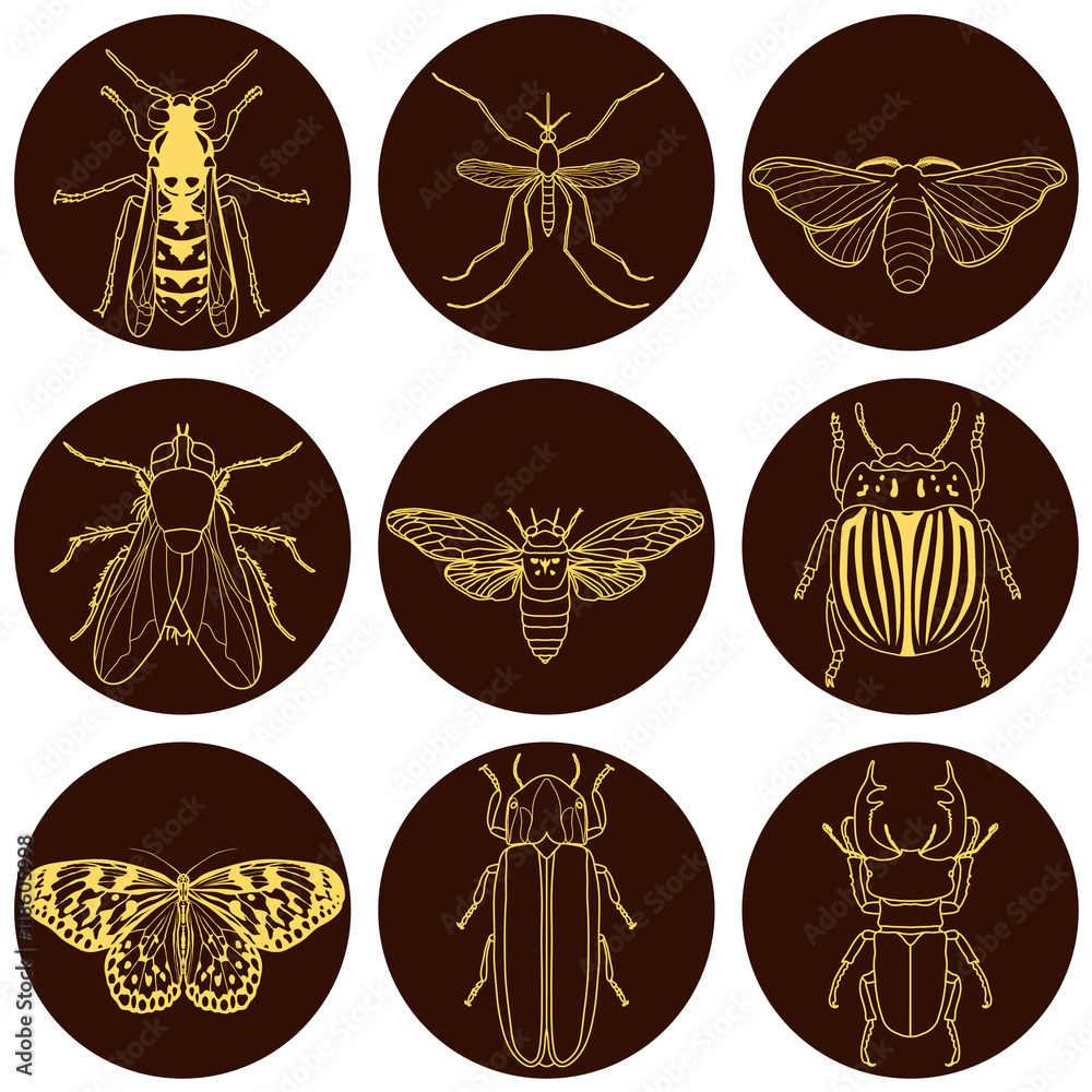 insect icons set. Cicada and stag beetle, firefly and wasp, fly and ...