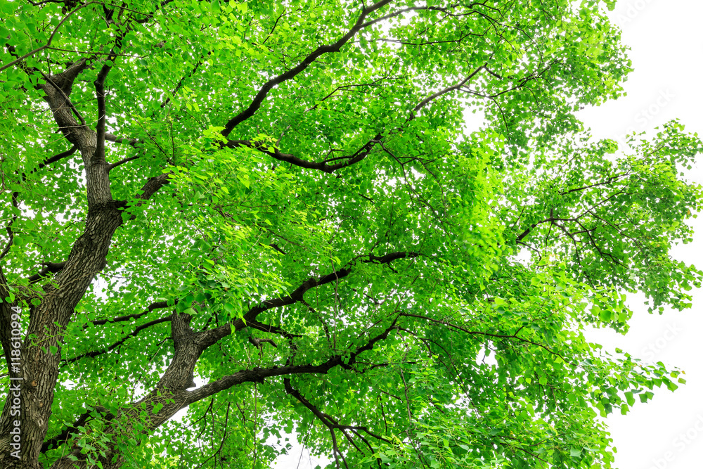 Green Sapium sebiferum tree grows in the forest Stock Photo | Adobe Stock