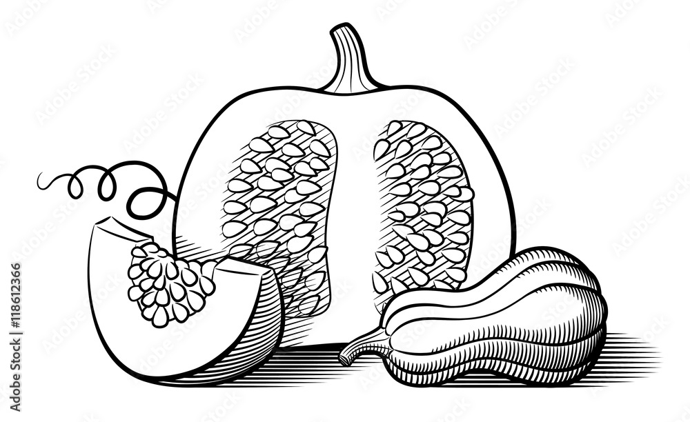 Butternut Squash Outline