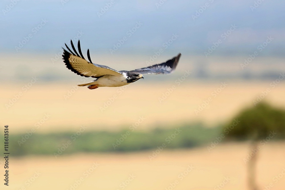 African raptor flying above our heads in the nature habitat, great bird ...