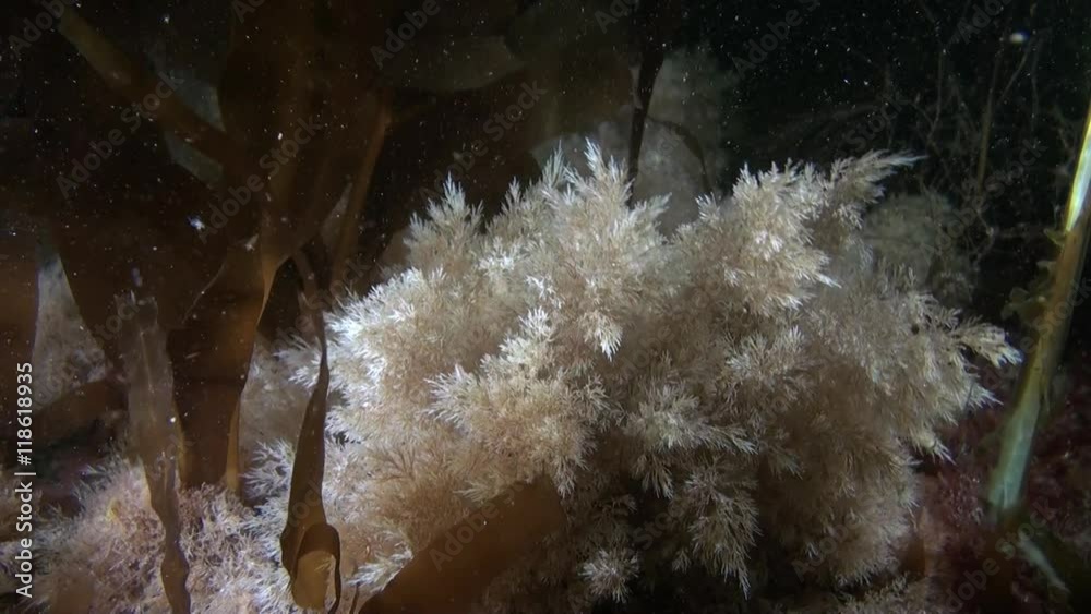 Vidéo Stock Green grass kelp on the seabed. Beautiful landscapes ...
