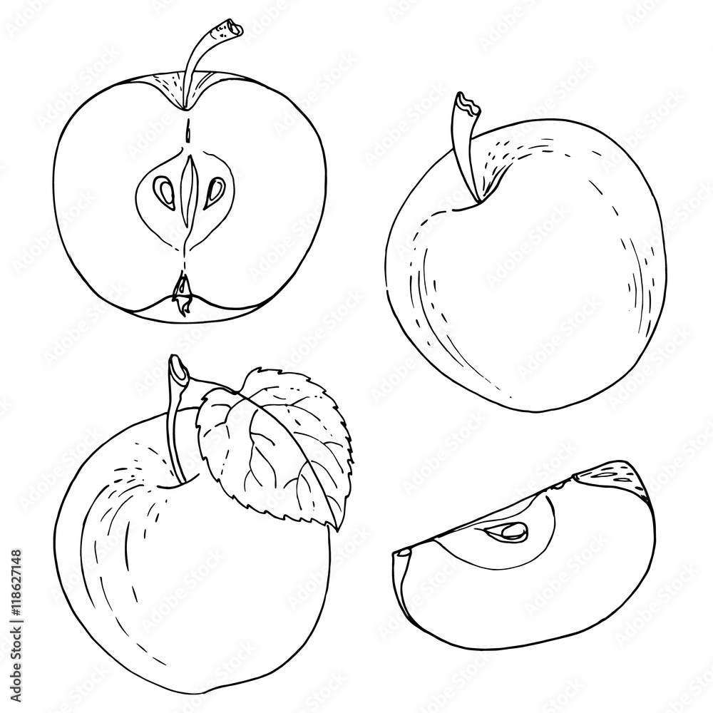 Apples line drawn on a white background. Vector sketch of the fruit ...