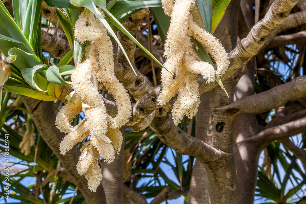 Fleur de Vacoa Vacoa en fleurs île de la Réunion. Stock Photo | Adobe Stock