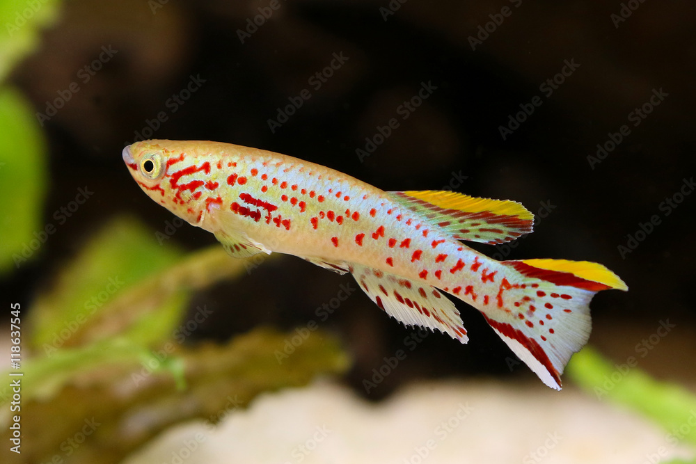 Lyretail Killifish
