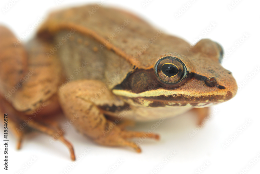 brown frog on white background, wood frog studio closeup Stock Photo ...