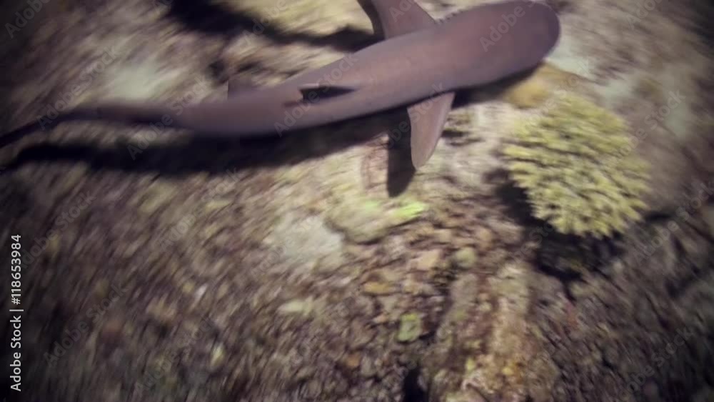 Angry Shark swims at the edge of the reef at night in search of food in ...