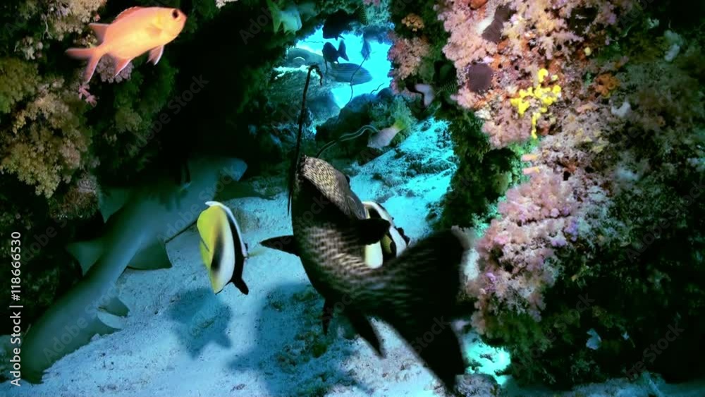 Shark is sleeping in the reef in lagoon ocean. Amazing, beautiful ...