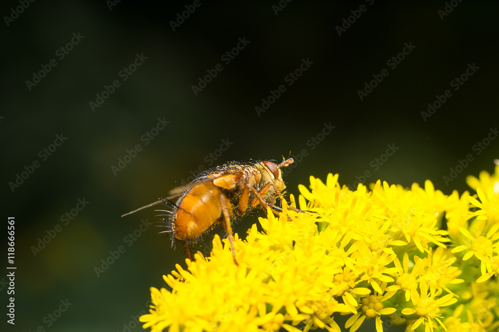 Vespa gialla in primo piano impollina fiore, ape maia, ape, vespa ...