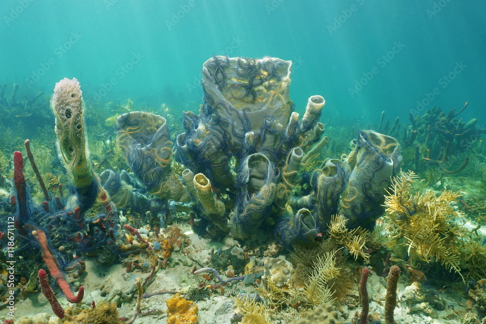 Branching Vase Sponge