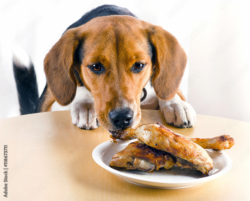 Can Beagles Eat Chicken