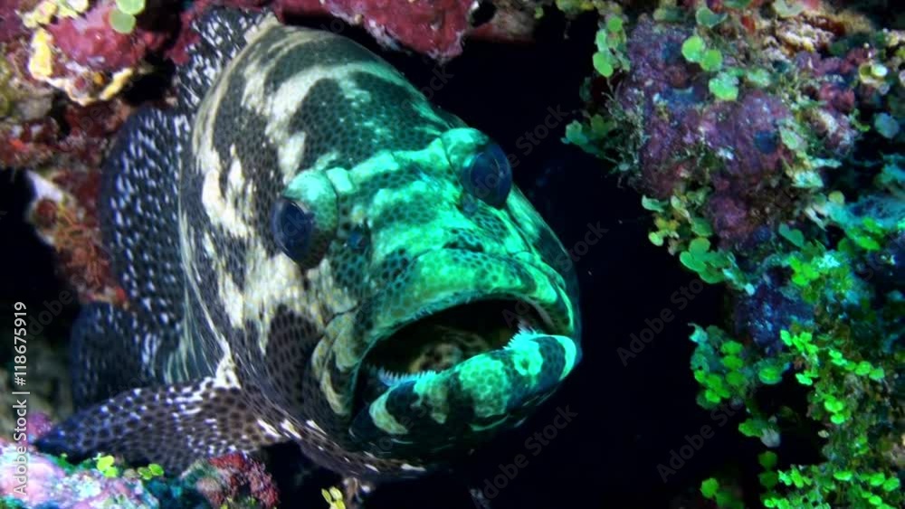 Grouper fish on sandy bottom of sleep at night in the ocean in lagoon ...