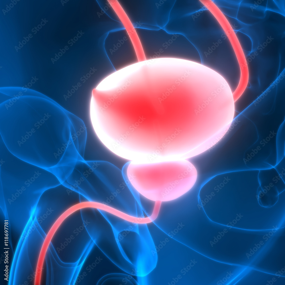 Human Body Organs (Urinary Bladder) Stock Illustration | Adobe Stock