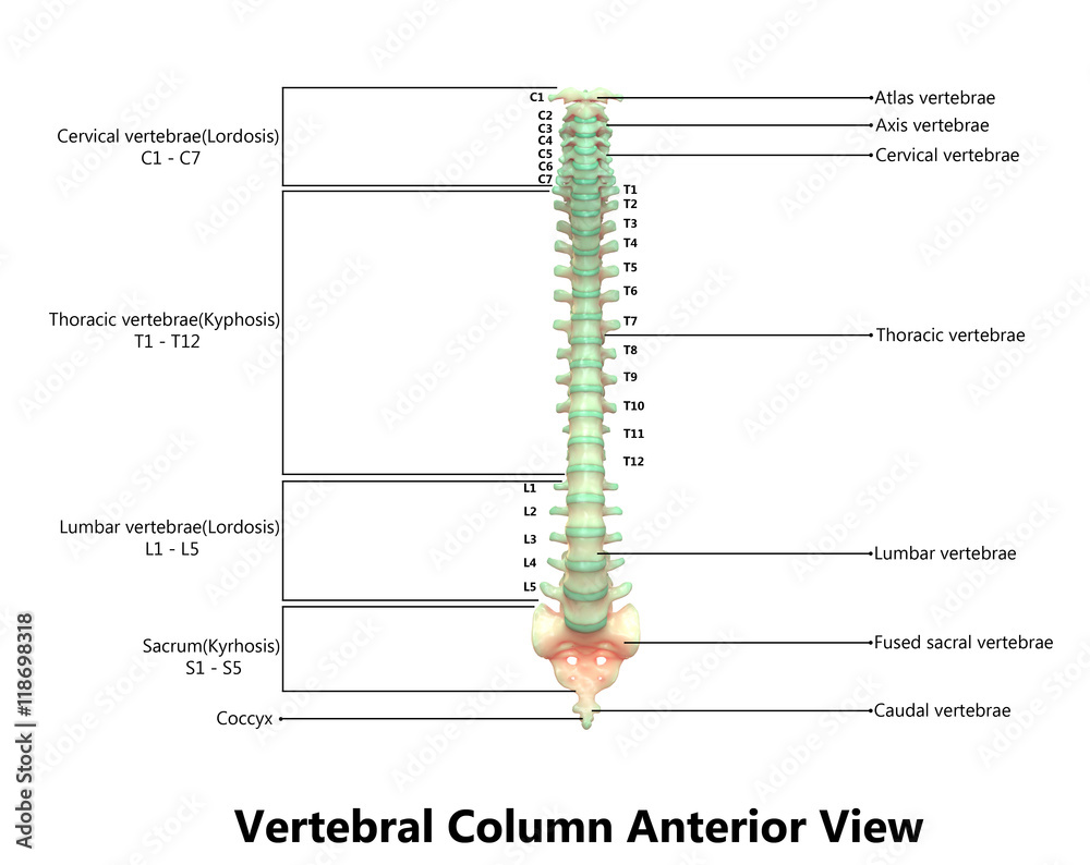Human Skeleton Spinal cord Anatomy with Detailed Labels (Anterior view ...