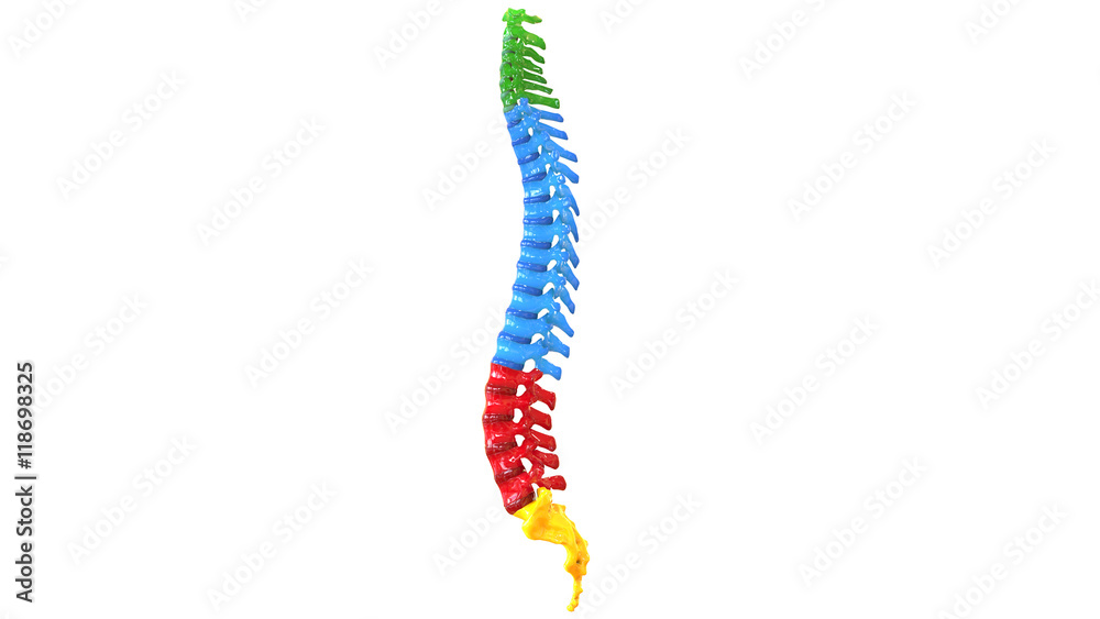 Human Skeleton Spinal cord Anatomy (Lateral view) Stock Illustration ...