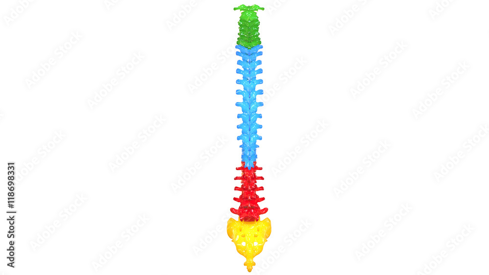 Human Skeleton Spinal cord Anatomy (Posterior view) Stock Illustration ...