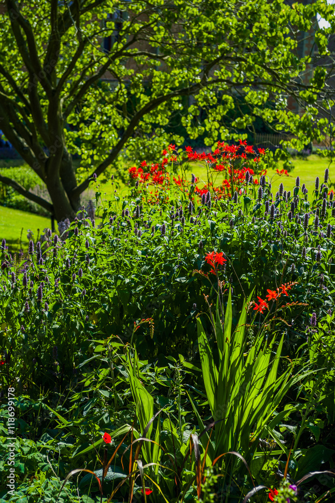 lush garden Stock Photo | Adobe Stock
