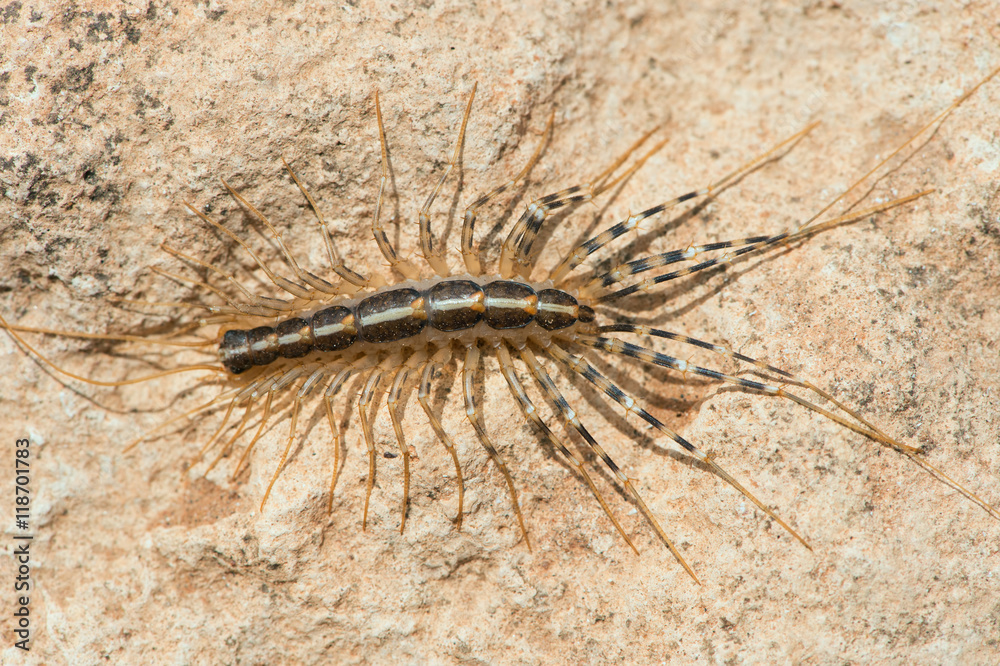 House Centipede (Scutigera Coleoptrata)/House centipede on the ...