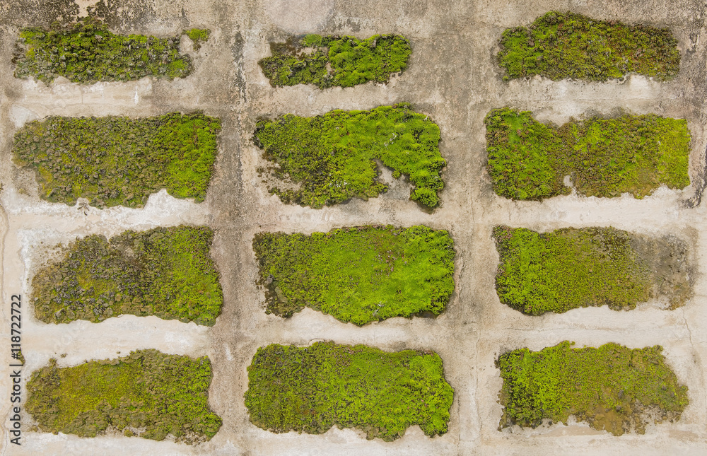 Concrete moss wall background. Stock Photo | Adobe Stock