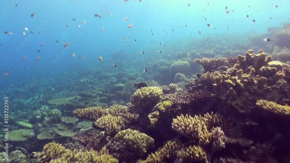Underwater landscape of coral reef. Amazing, beautiful underwater ...