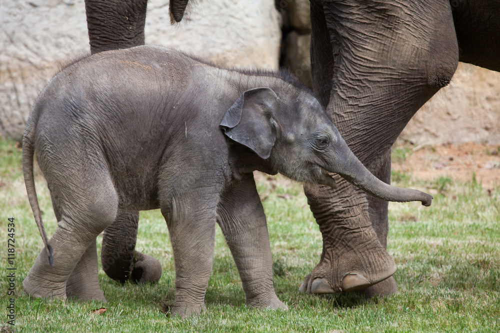 One-month-old Indian elephant (Elephas maximus indicus) with its Stock ...