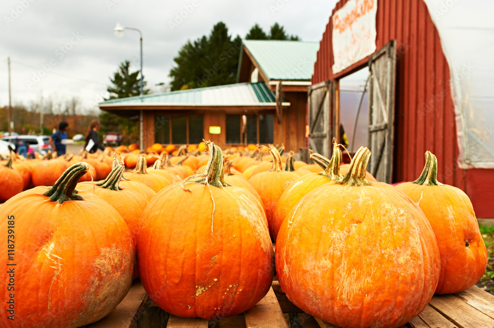 Pumpkins for sale Stock Photo | Adobe Stock