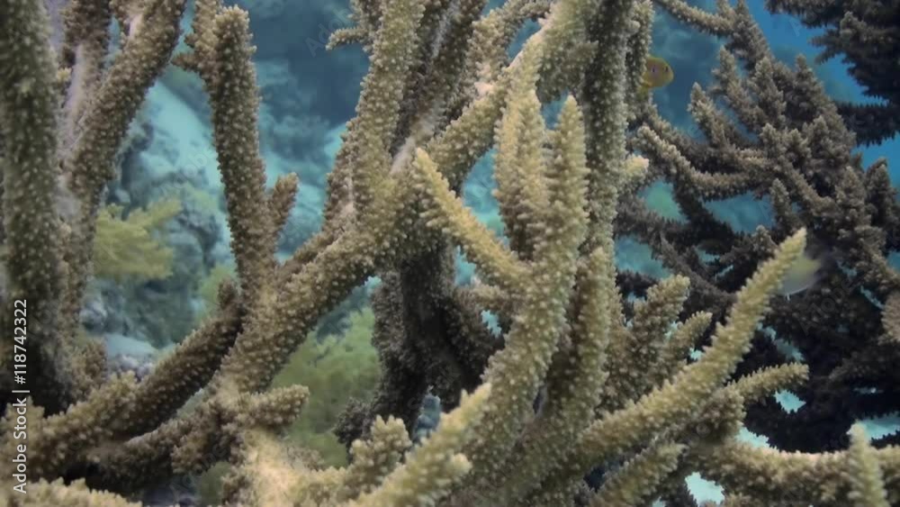 Staghorn corals on sandy bottom on reef. Amazing, beautiful underwater ...