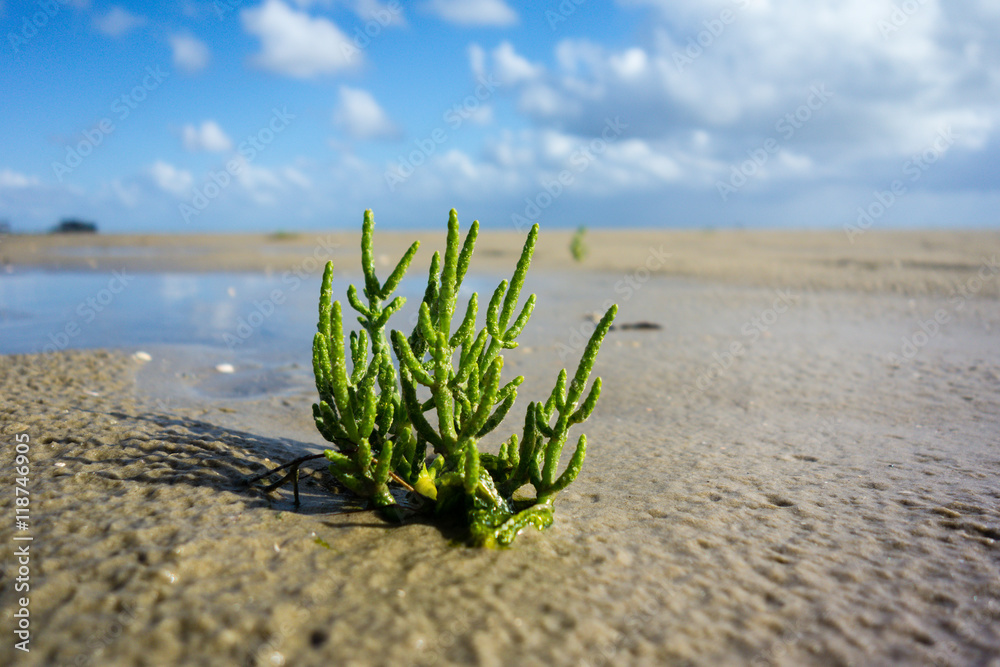 Queller im Wattenmeer Stock-Foto | Adobe Stock