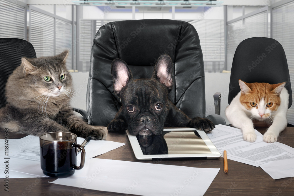 Businessmen in office. Dog head and cat - employees, managers ...